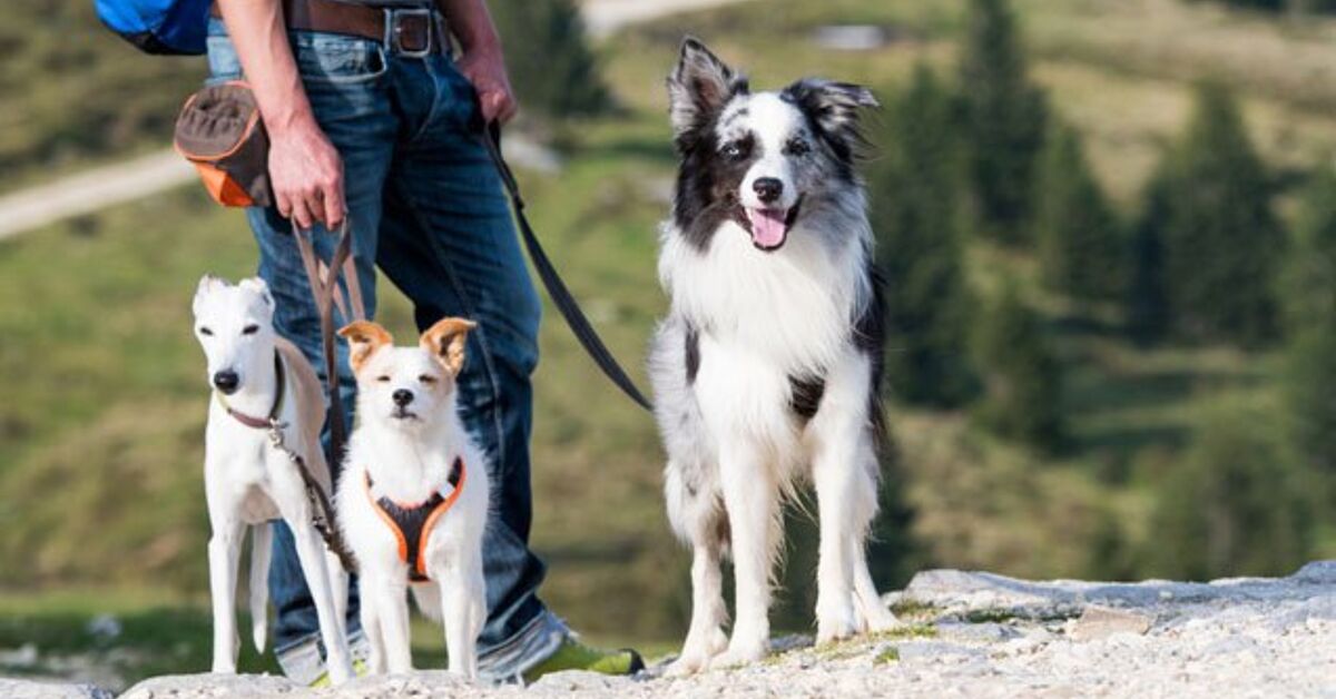 6 Types Of Dogs You ll Meet On The Hiking Trail PetGuide 6-types-of-dogs-you-ll-meet-on-the-hiking-trail-petguide