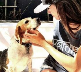 Megan Markhle’s Regal Beagle Spotted Riding to the Royal Wedding Wit ...