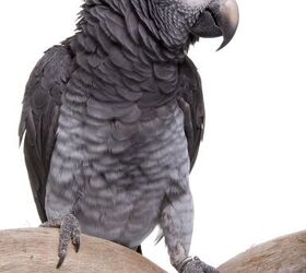 Timneh african grey store
