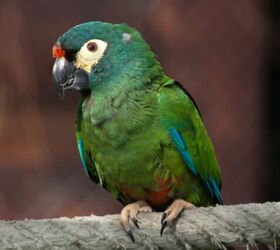 Illigers Macaw - Everything You Need To Know About This Bird | PetGuide