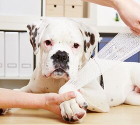More Than Half of Pet Owners in America Are Not Prepared for a Pet Eme ...