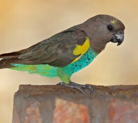 Mayer's Parrot Care, Feeding, Health, Personality, Sounds and Colors ...