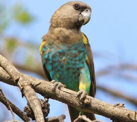 Mayer's Parrot Care, Feeding, Health, Personality, Sounds and Colors ...