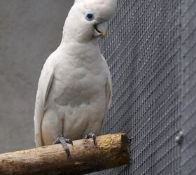 Ducorps Cockatoo Health, Personality, Colors and Sounds | PetGuide
