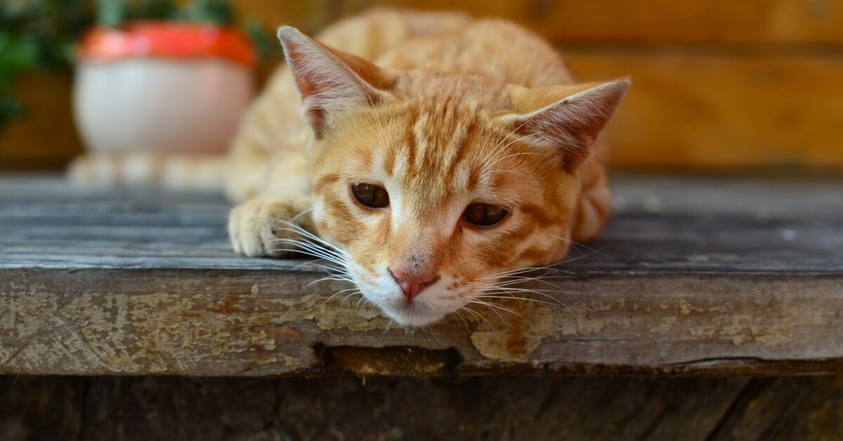 What Is Pancreatitis In Cats PetGuide What Is Pancreatitis In Cats PetGuide