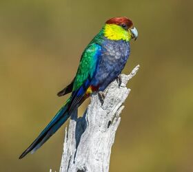 Red cap parrot store