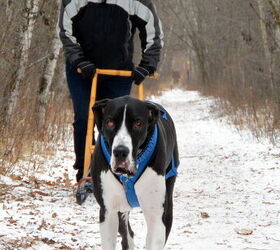 The ABC’s of Kicksledding | PetGuide