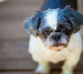 Shih Tzu Japanese Chin Mix