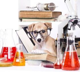 Be Part of the 10,000 Dog Aging Project To Study Why Smaller Dogs Live ...