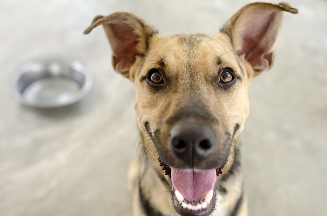 How Many Times A Day Should I Feed My Dog PetGuide How Many Times A Day Should I Feed My Dog PetGuide