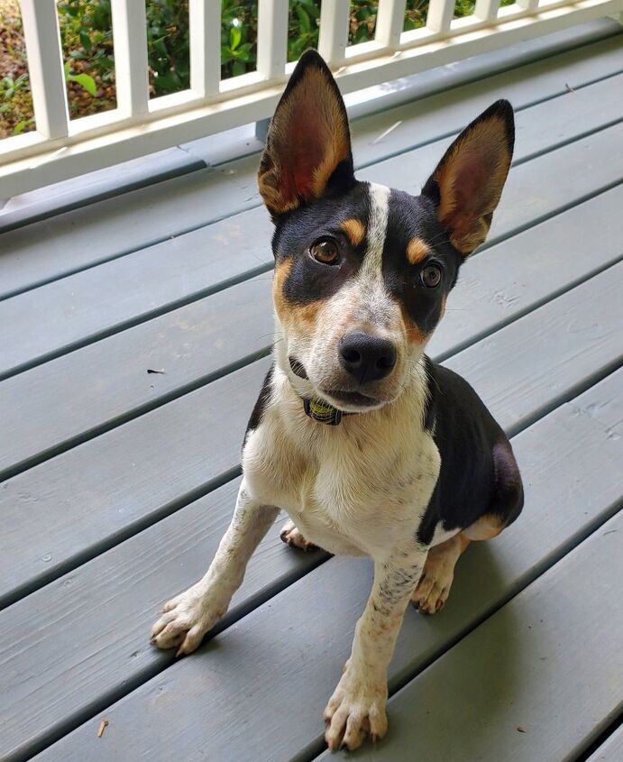 What Is A Feist Dog PetGuide what-is-a-feist-dog-petguide