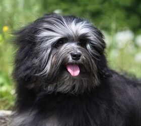 Wookie Dog Breed