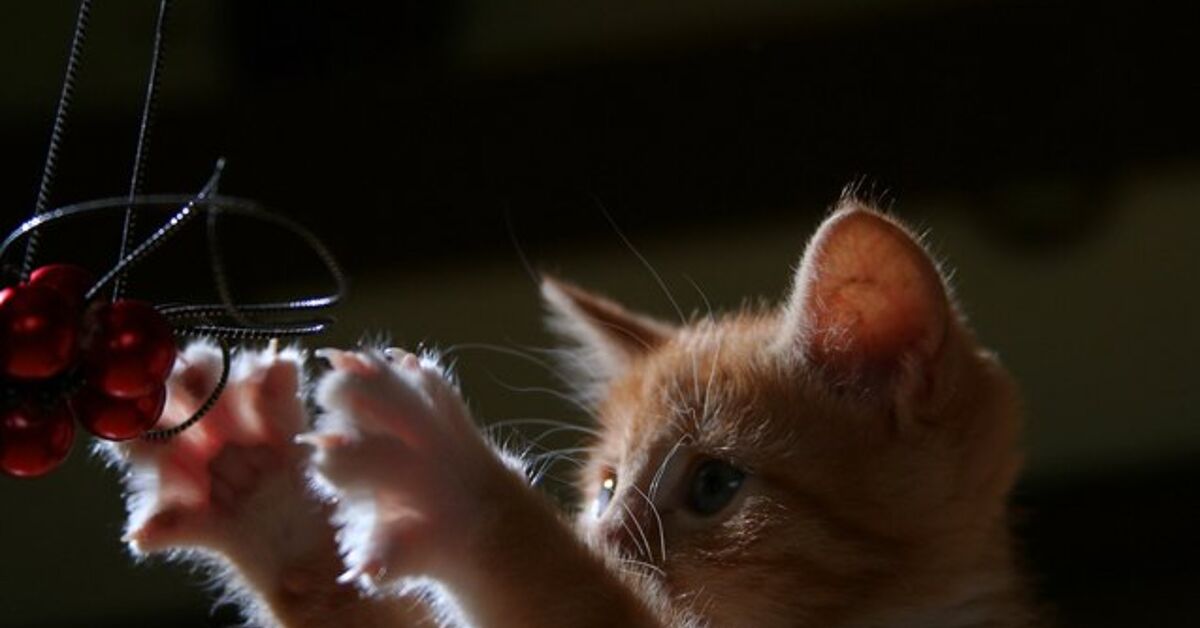 Why Do Cats Go Crazy At Night PetGuide Why Do Cats Go Crazy At Night PetGuide