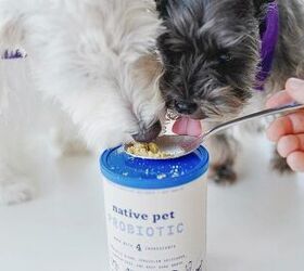 What The Gut?! Native Pet Probiotic Powder Tackles Tough Tummy Trouble ...