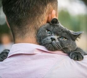 To Your Cat, You’re Just Another Cat | PetGuide
