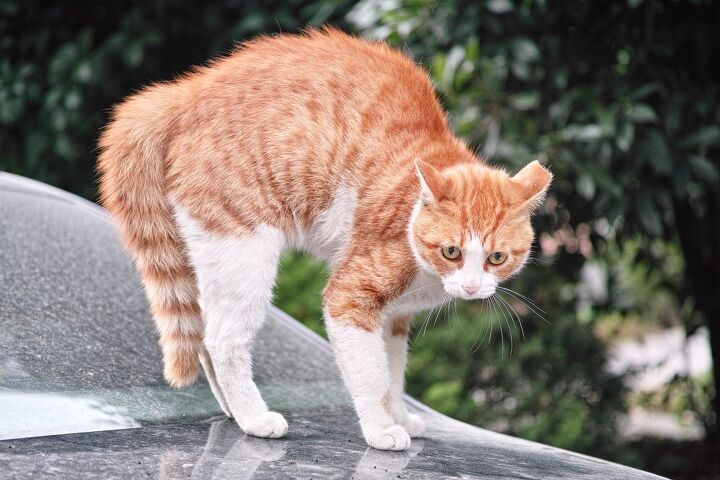 What Does A Cat s Arched Back Mean PetGuide What Does A Cat s Arched Back Mean PetGuide