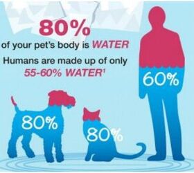 PetSafe Sponsors National Pet Hydration Awareness Month With Drinkwell ...