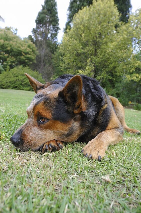 How Much Exercise Do Australian Cattle Dogs Need How Much Exercise Do Australian Cattle Dogs Need