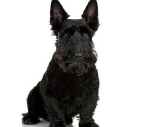 Black Lab Scottish Terrier Mix
