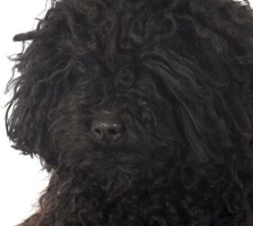 Black Puli Dog American Kennel Club Meet The Puli, A Breed Described