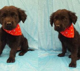 Adoptable Dog of the Week – Beau | PetGuide