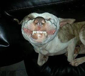 Upside Down Dog of the Week – Sinbad | PetGuide