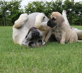 Upside Down Dog Of The Week – Poppy | PetGuide