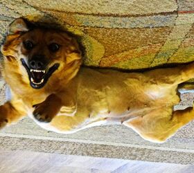 Upside Down Dog Of The Week – Betty | PetGuide
