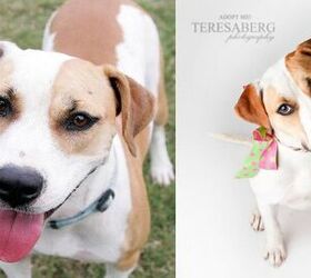 Adoptable Dog of the Month – Bessi | PetGuide