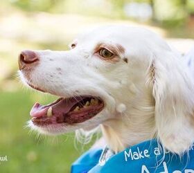 Adoptable Dog of the Week – Bella | PetGuide