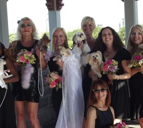 “For The Love Of Dog” Dogumentary Showcases Pampered Pooch Phenome ...