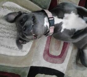 Upside Down Dog Of The Week – Axle | PetGuide