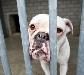 How To Help Dog Shelters When You Can’t Adopt | PetGuide