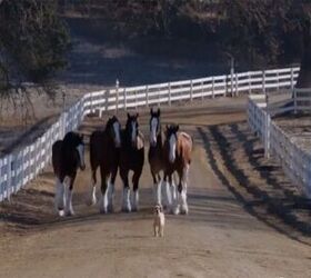 Budweiser Super Bowl “Puppy Love” Is the Most Adorable Ad Ever [Vi ...