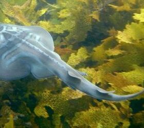 Ray Fish – Saltwater | PetGuide