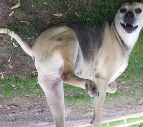 Upside Down Dog Of The Week – Bruiser | PetGuide