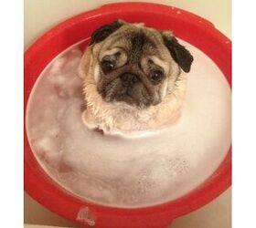 Rub-A-Dub-Dub – A Pug In A Tub Is This Week’s Wet Wednesday Winner ...