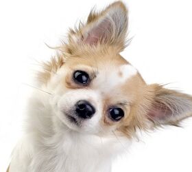 Study: When It Comes To Sniffing Out Lies, You Can’t Get Fool A Dog ...