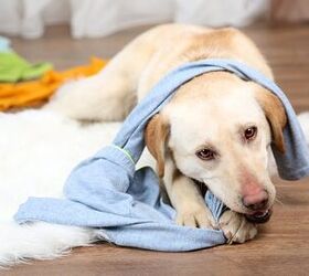 Can’t Keep Up? Tidy Tips For A Clean And Organized Multiple-Dog Home ...