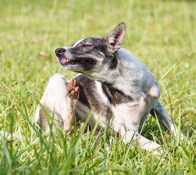 The Buzz About How Mosquitoes Can Sabotage Your Dog’s Health | PetGuide