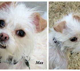 Adoptable Dog Of The Week – Max | PetGuide