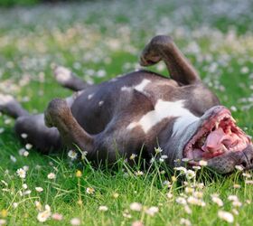 Get To Know The Pittie With “The Truth About Pit Bulls” Infographi ...