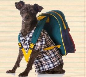 Back To Dog School Classes Ensure Your Pooch Is The Teacher’s Pet ...