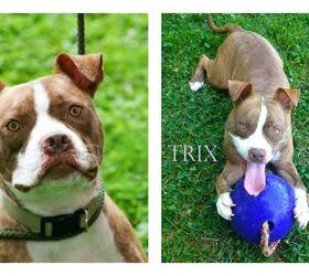 Adoptable Dog Of The Week – Trix | PetGuide