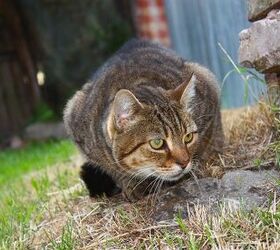 Top 10 Cool Facts About Cats You Didn’t Know | PetGuide