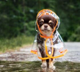 Best Gear For When It’s Raining Cats and Dogs | PetGuide