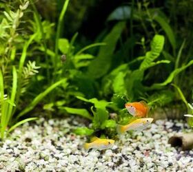 Mollies – Freshwater | PetGuide