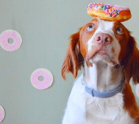 It’s National Donut Day – These 10 Donut Loving Dogs Will Give You ...