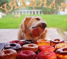 It’s National Donut Day – These 10 Donut Loving Dogs Will Give You ...
