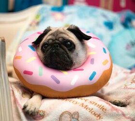 It’s National Donut Day – These 10 Donut Loving Dogs Will Give You ...